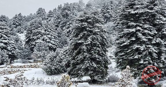 القموعة عام 2022